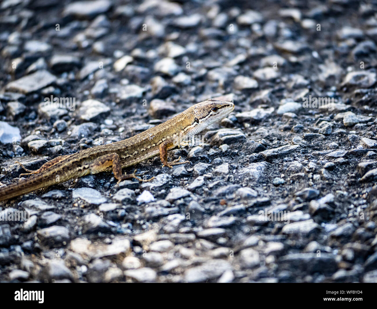A Japanese grass lizard, Takydromus tachydromoides, scurries across a ...