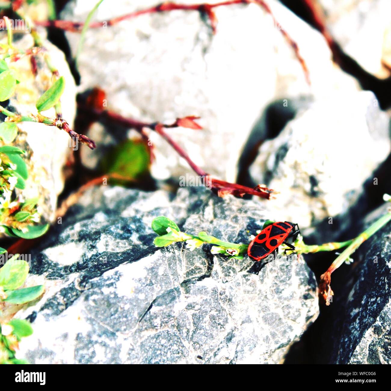 Bug on rock hi-res stock photography and images - Alamy