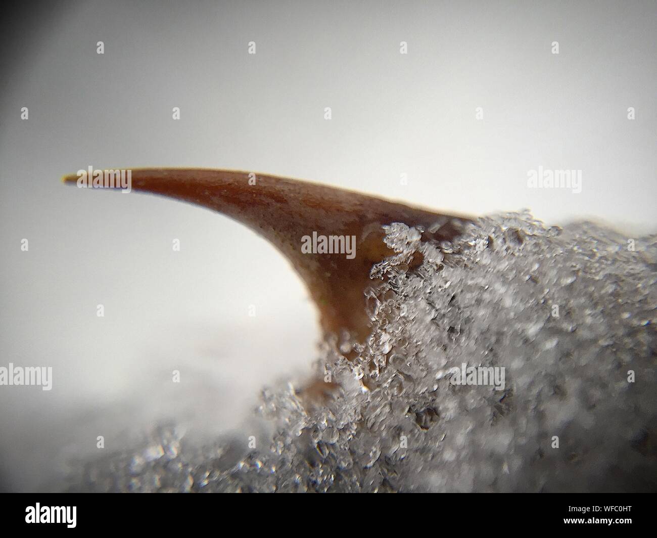 Winter thorn hi-res stock photography and images - Alamy