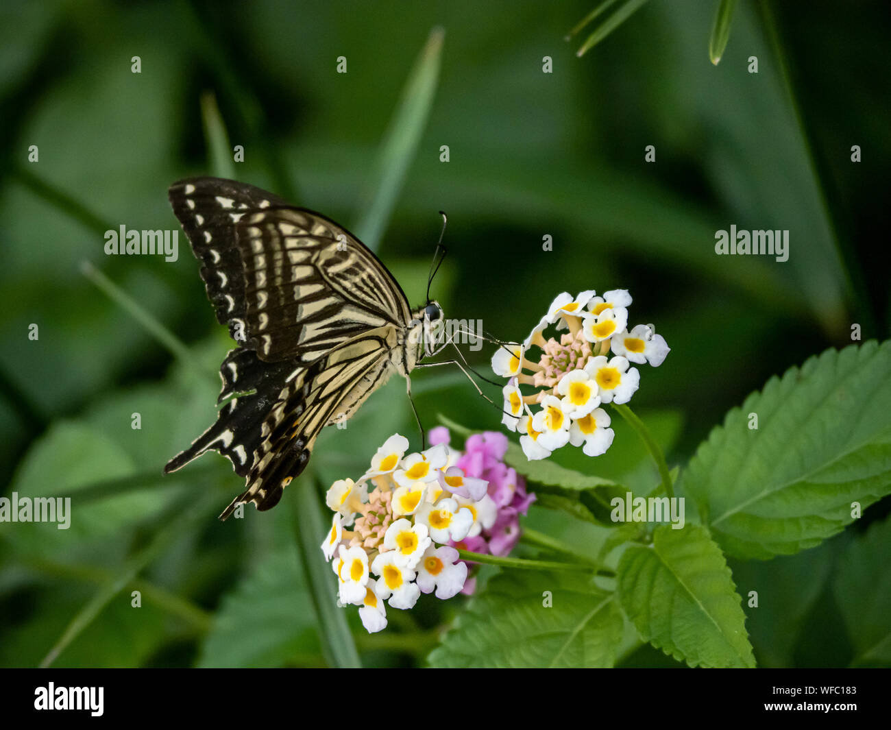 A papilio xuthus butterfly, also commonly called an Asian swallowtail ...