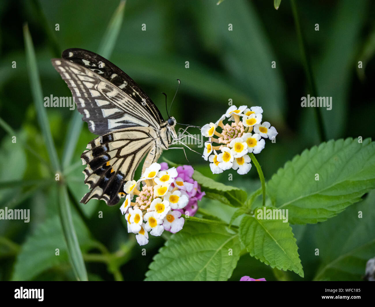 A papilio xuthus butterfly, also commonly called an Asian swallowtail ...