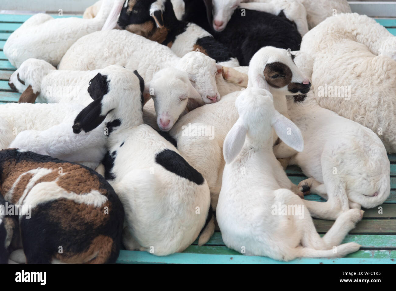 Relaxing sheep hi-res stock photography and images - Alamy
