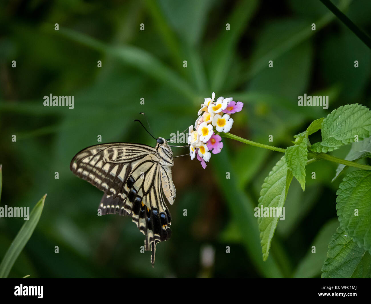 A papilio xuthus butterfly, also commonly called an Asian swallowtail ...