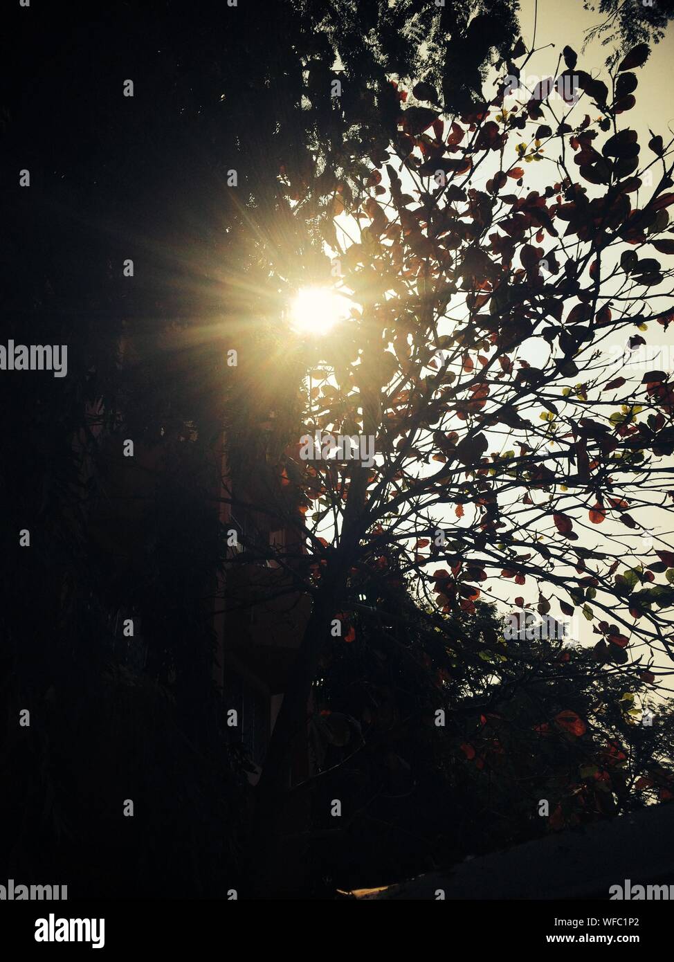 Low Sun Through Branches High Resolution Stock Photography and Images ...