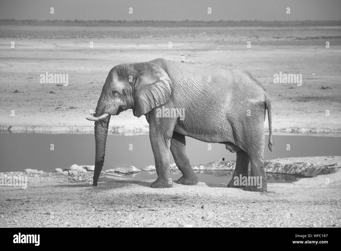 Side view elephant Black and White Stock Photos & Images - Alamy