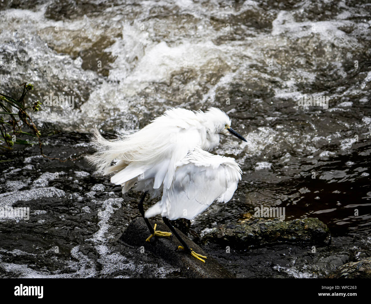 A little egret, Egretta garzetta, puffs up its feathers while grooming ...