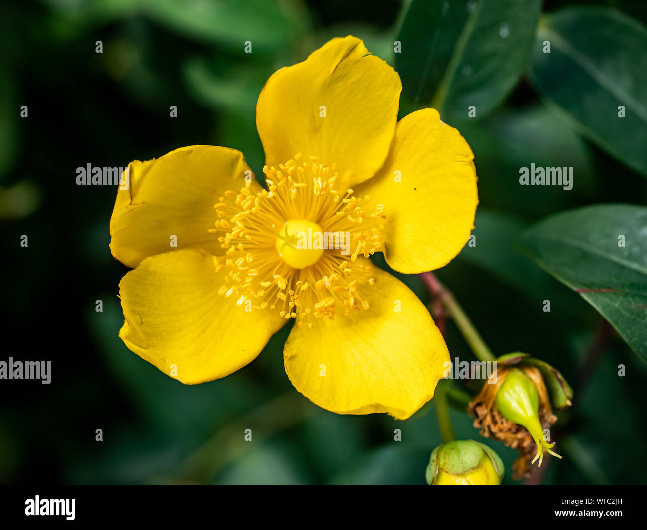 Yellow St. John's Wort flowers bloom in a Japanese forest Stock Photo ...