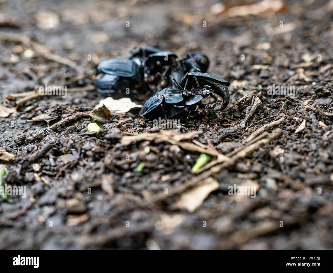silpha perforata beetles writhe in a cluster on the forest floor Stock ...