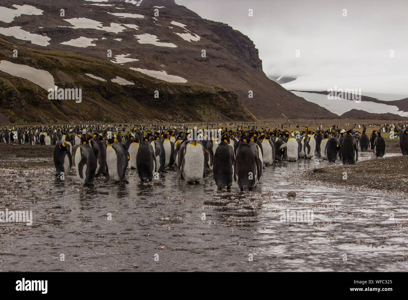 Group penguins hi-res stock photography and images - Alamy