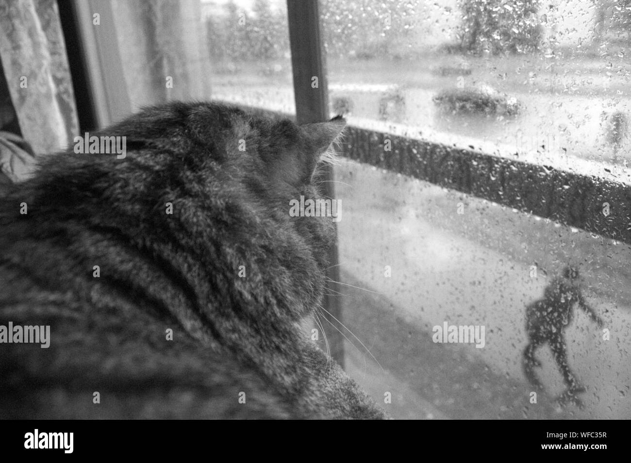 Cat Rain Window High Resolution Stock Photography and Images - Alamy