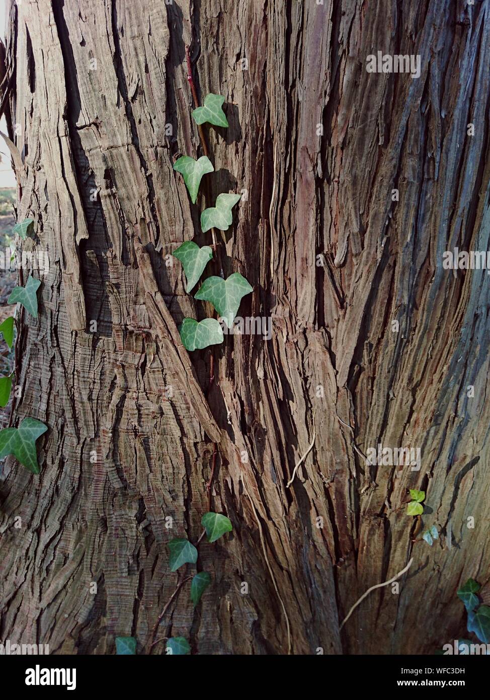 Trunk wall hi-res stock photography and images - Alamy