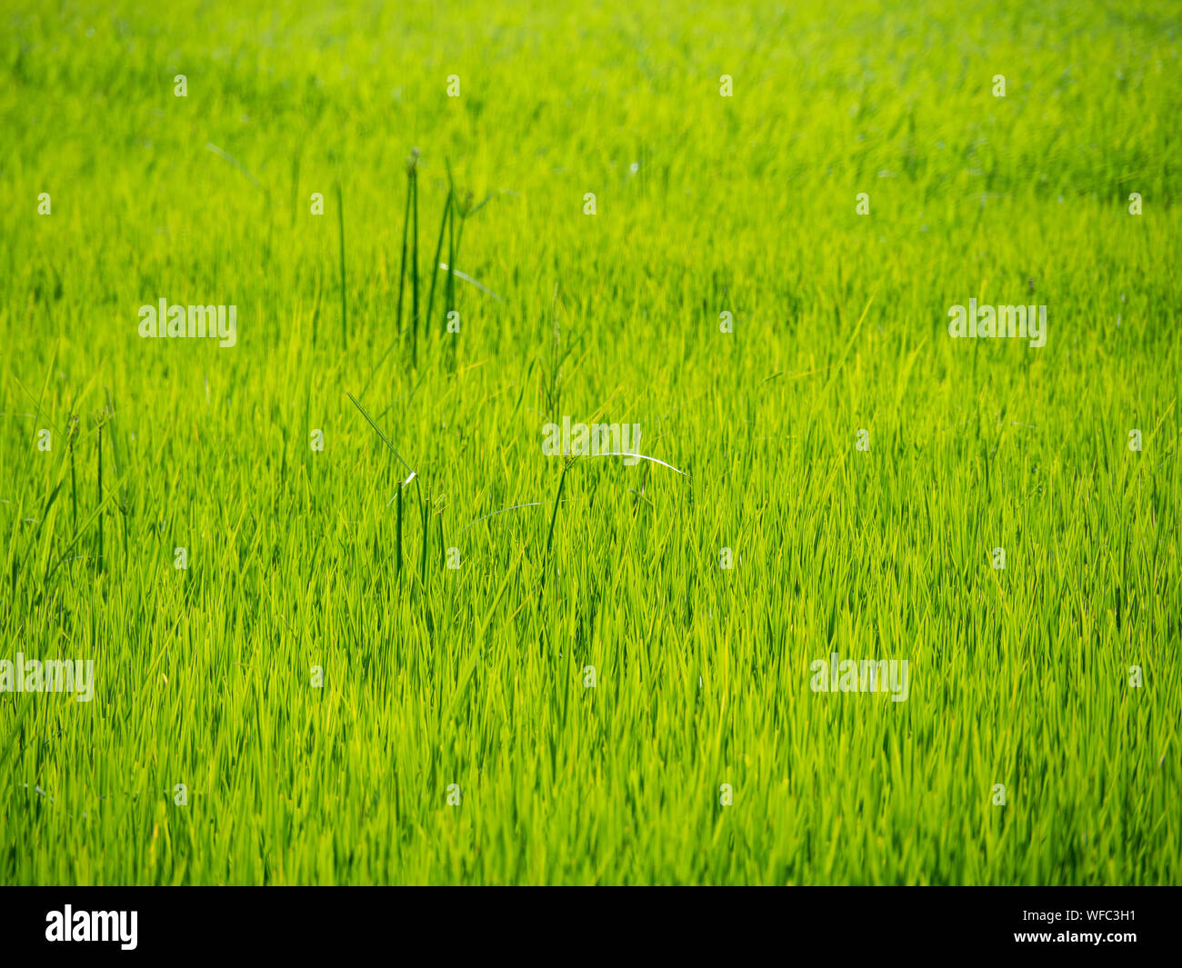 Green rice field, nature background Stock Photo - Alamy