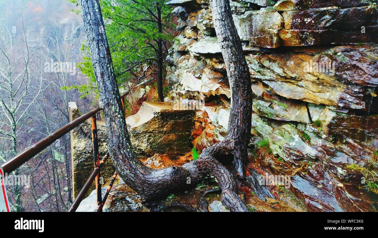 Arch of tree hi-res stock photography and images - Alamy