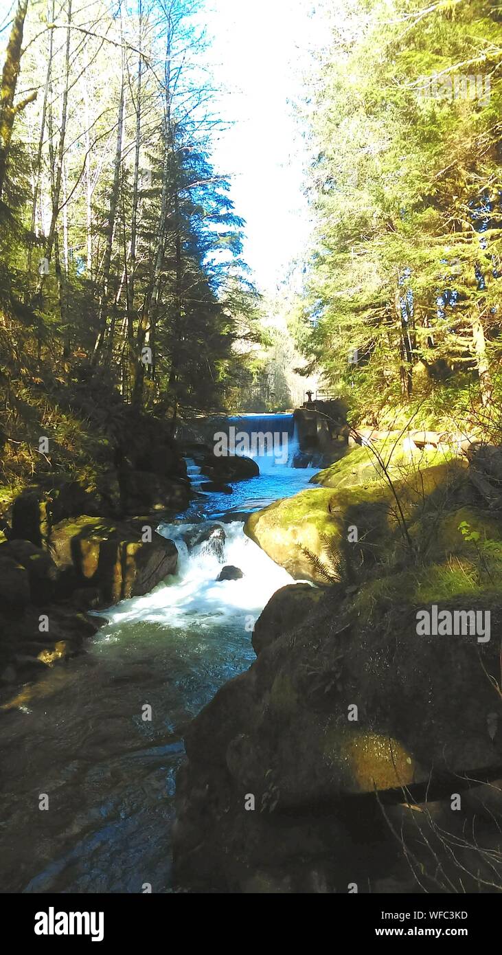 River rocks forest hi-res stock photography and images - Alamy