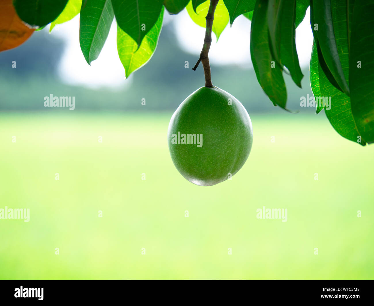 Calabash pipe hi-res stock photography and images - Alamy