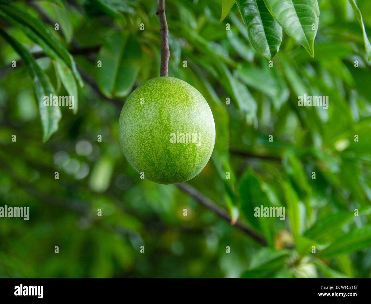 Calabash pipe hi-res stock photography and images - Alamy