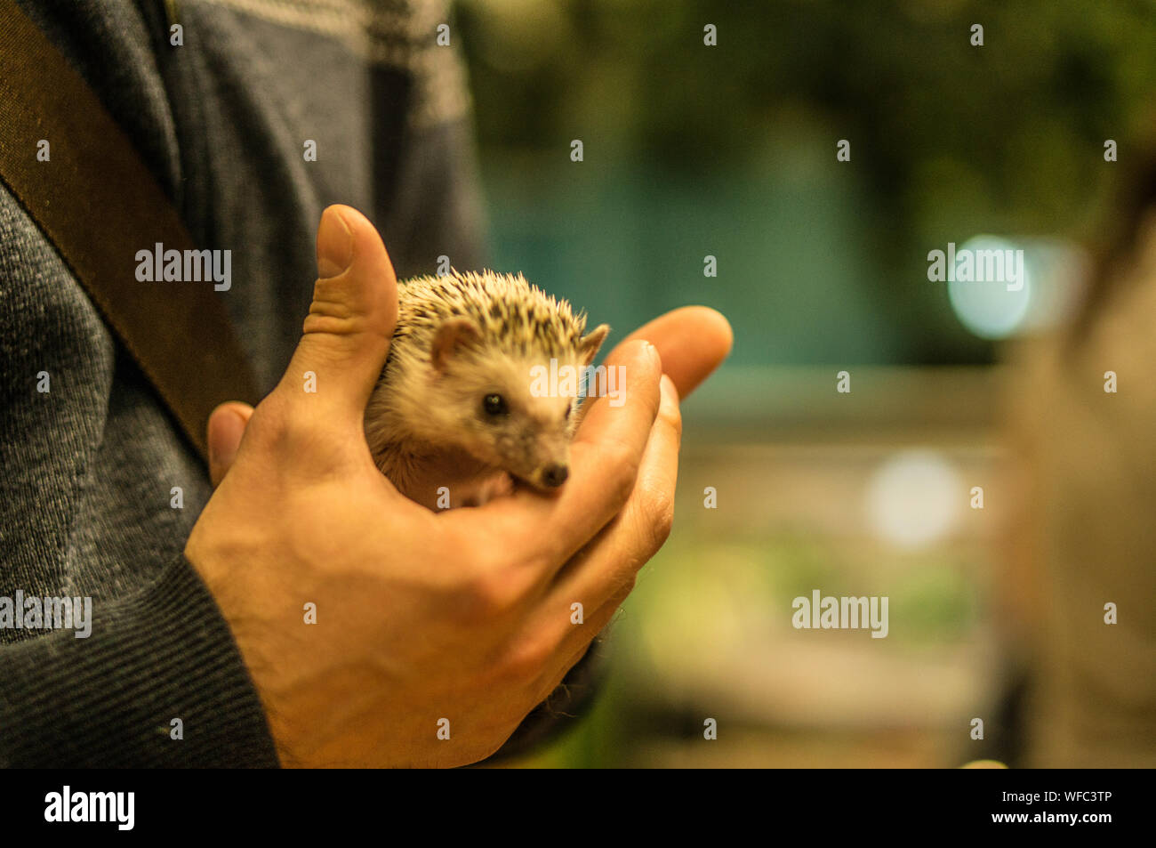 Man holding hedgehog hi-res stock photography and images - Alamy