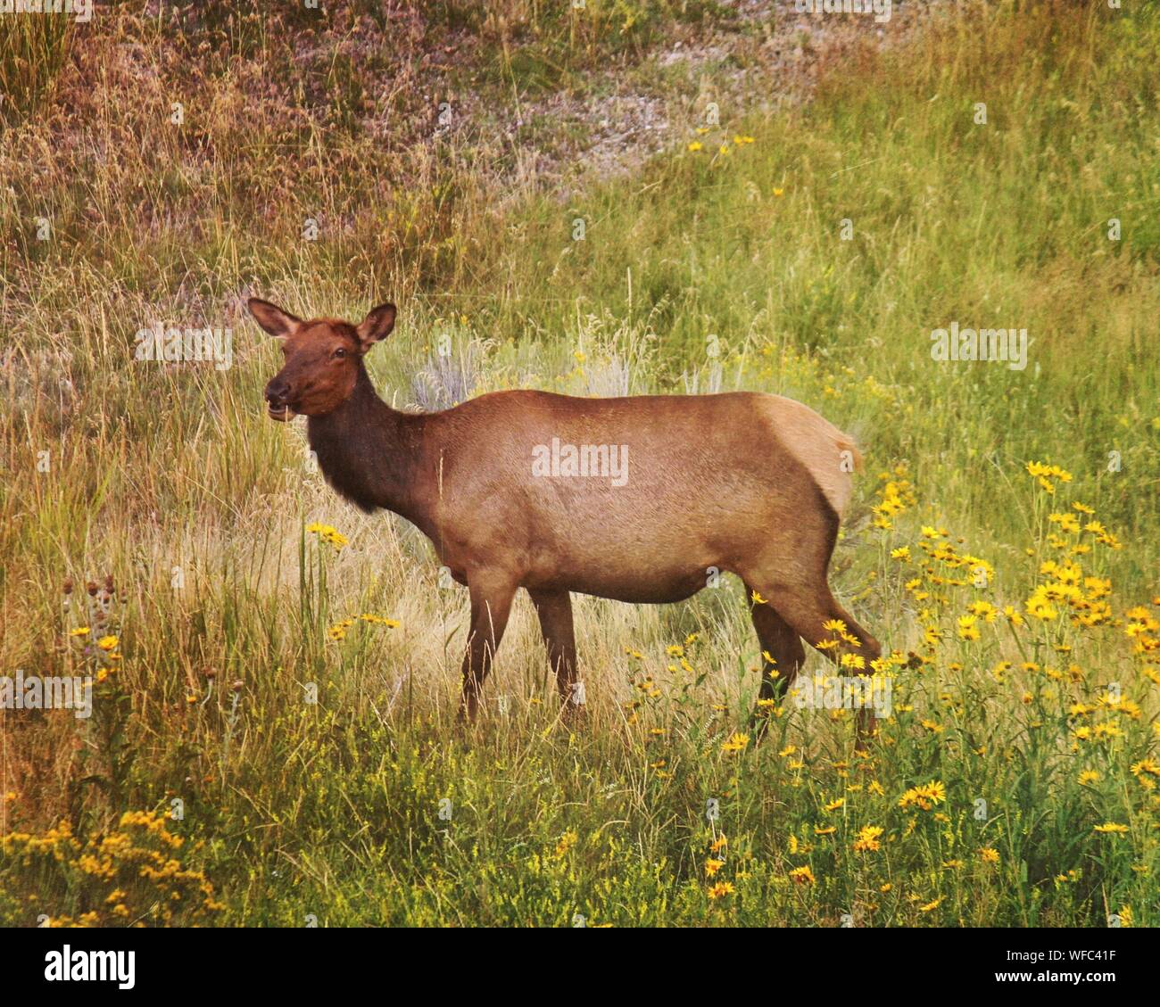 Female elk hi-res stock photography and images - Alamy