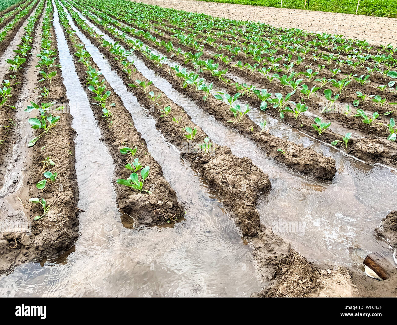 Irrigation cabbage plantations in the field. Traditional natural ...