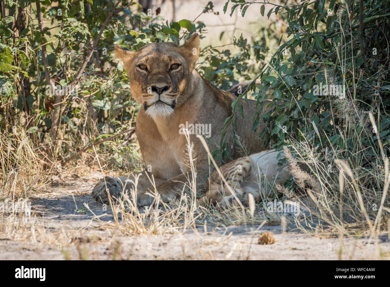 Lioness sitting cub hi-res stock photography and images - Alamy