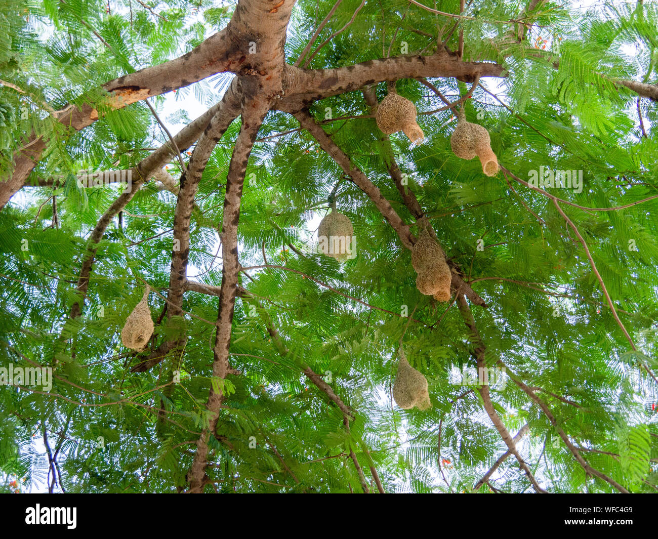 Bird's nest in the tree, sky, tree, The bird's nest that the father and ...