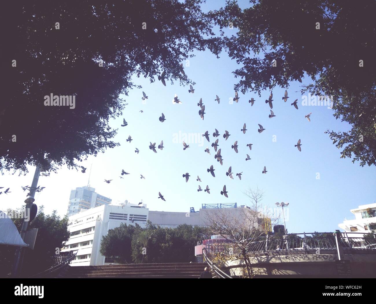 Birds in city hi-res stock photography and images - Alamy