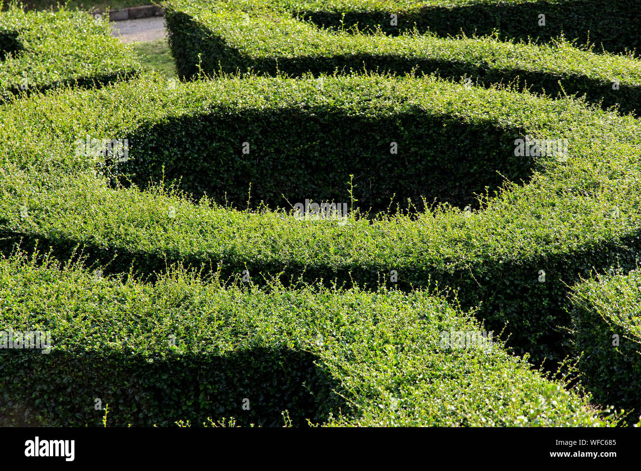 Hedge Maze People High Resolution Stock Photography and Images - Alamy
