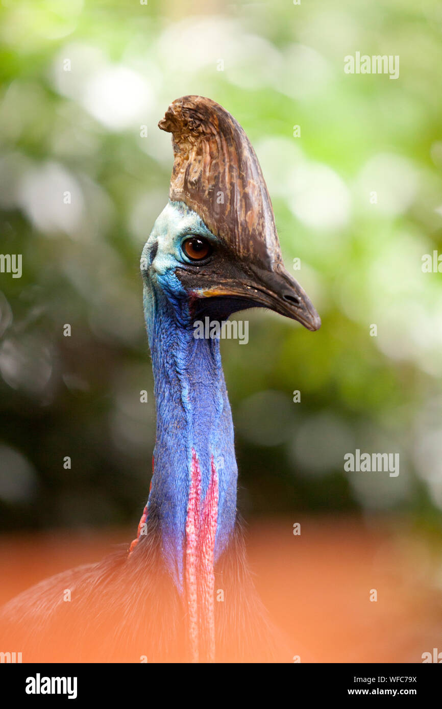 Cassowary crest hi-res stock photography and images - Alamy