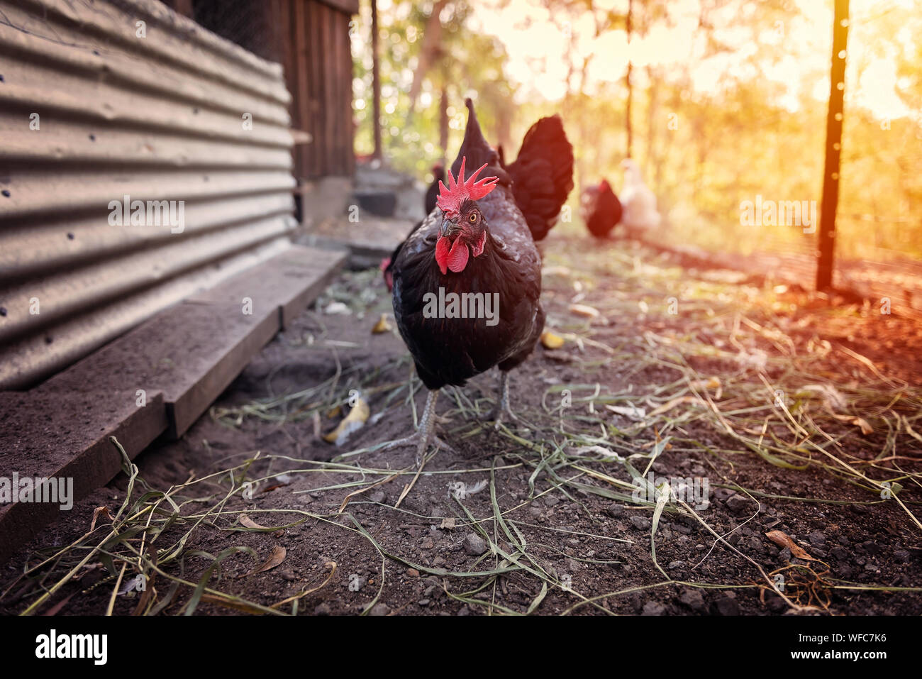 Rooster front view hi-res stock photography and images - Alamy