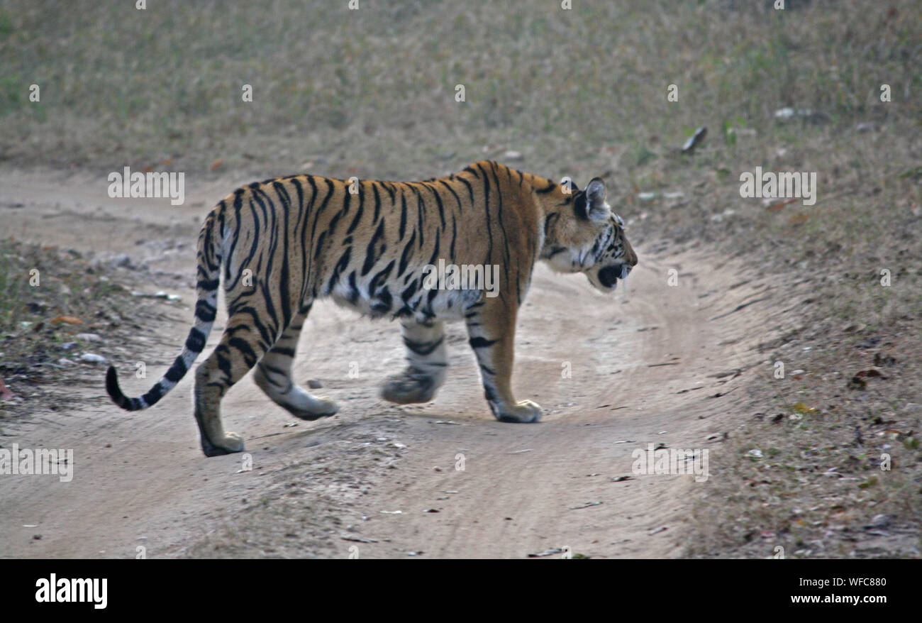 Tiger walking hi-res stock photography and images - Alamy