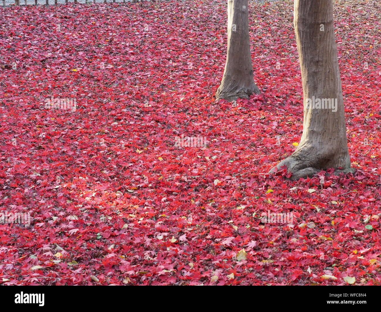 Red trunks hi-res stock photography and images - Alamy