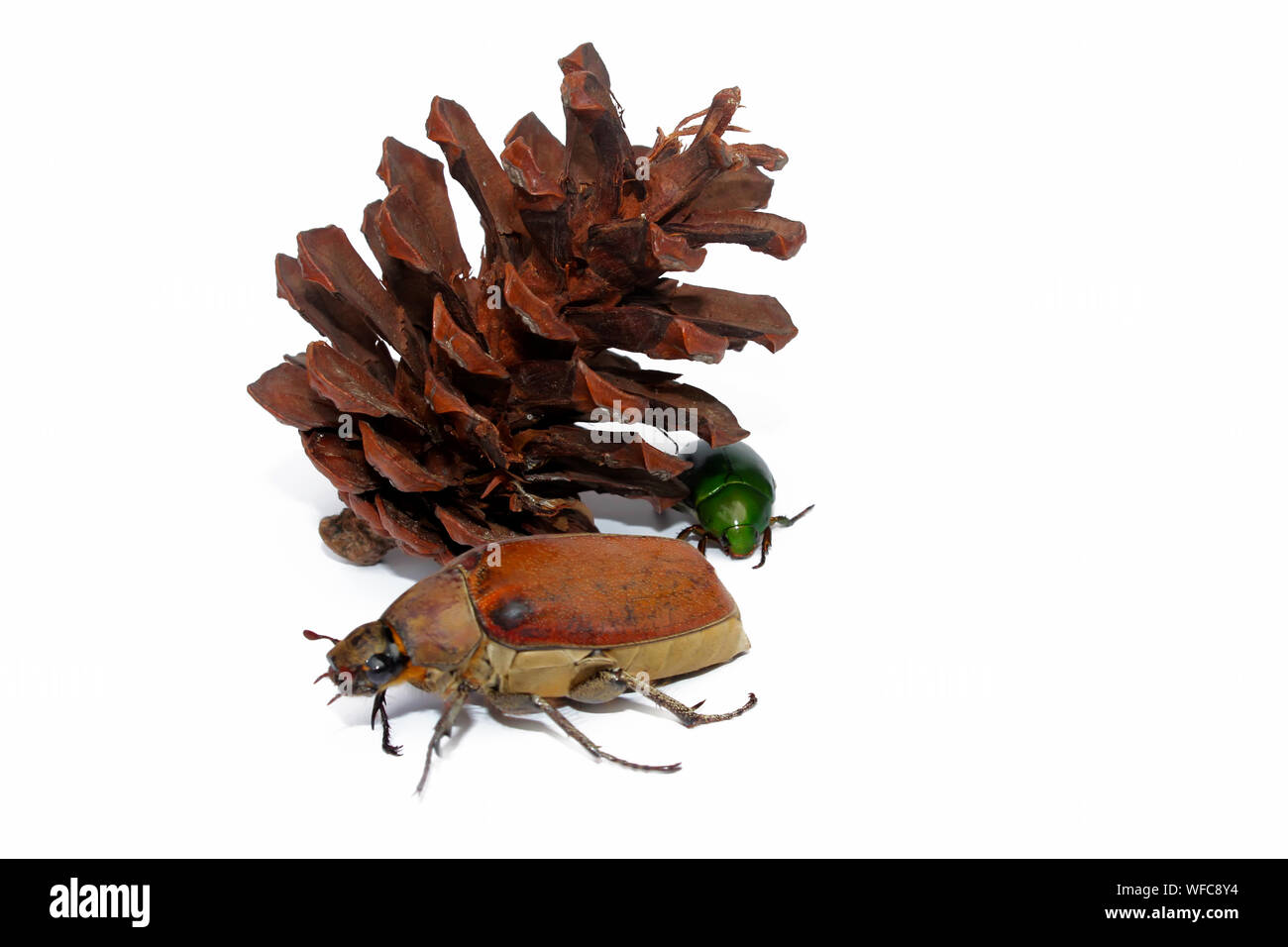 Pine bugs hi-res stock photography and images - Alamy