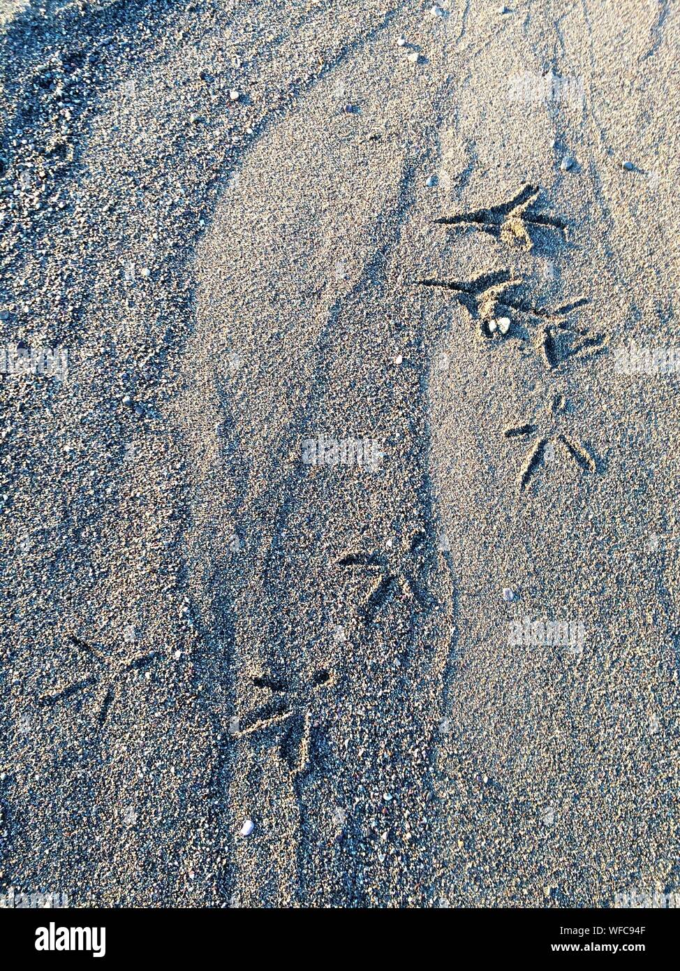 Bird Footprint High Resolution Stock Photography and Images - Alamy