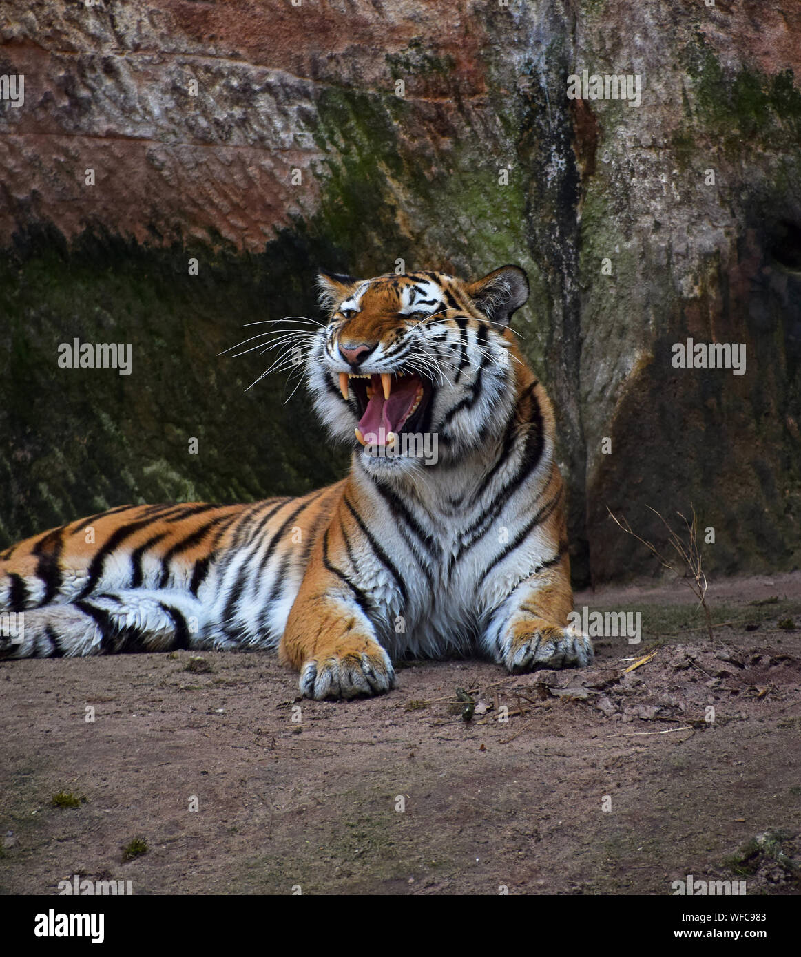 Tiger roaring hi-res stock photography and images - Alamy