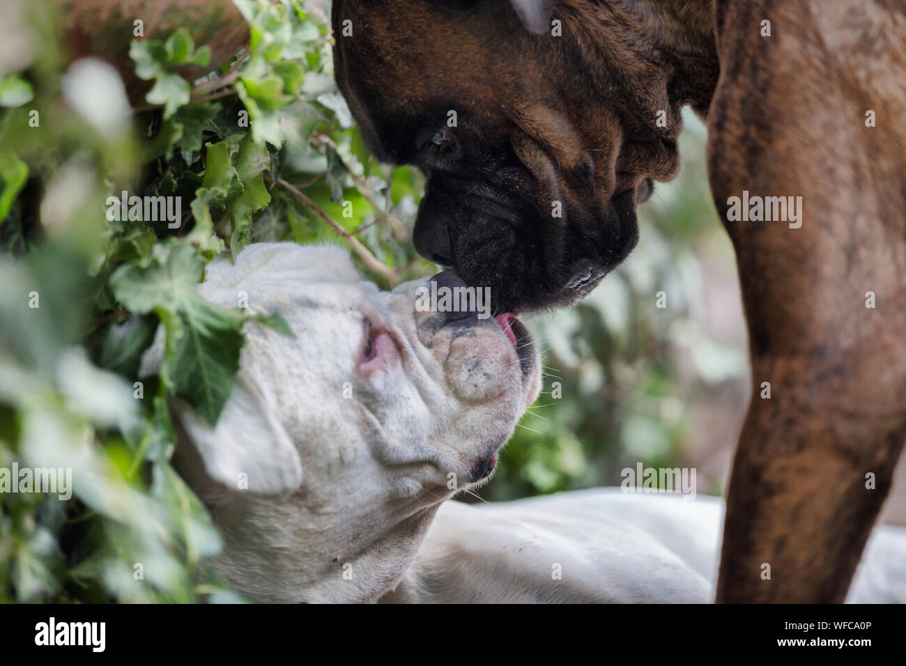 Kissing two dogs hi-res stock photography and images - Alamy