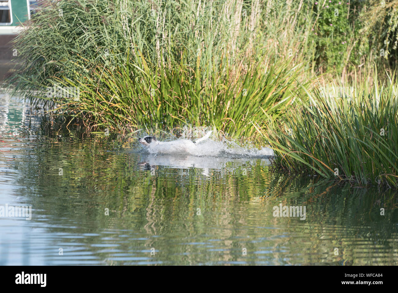 Big Splash Dog High Resolution Stock Photography and Images - Alamy