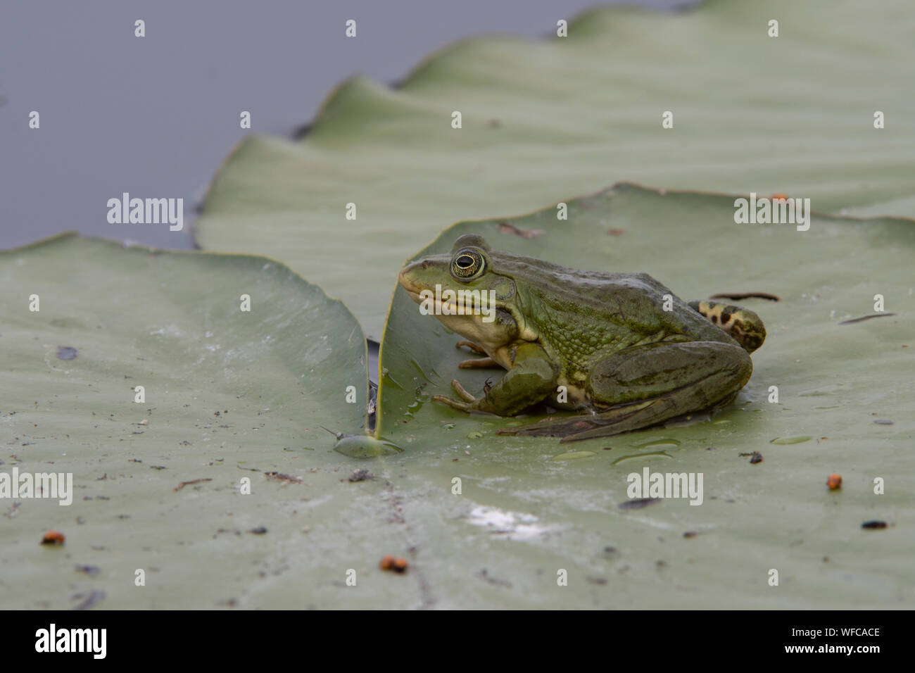 Danube delta marsh flies hi-res stock photography and images - Alamy
