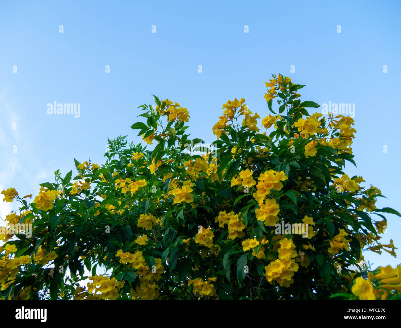 Tecoma stans tree in garden, Blossoms of Yellow Trumpetbush on blue sky ...
