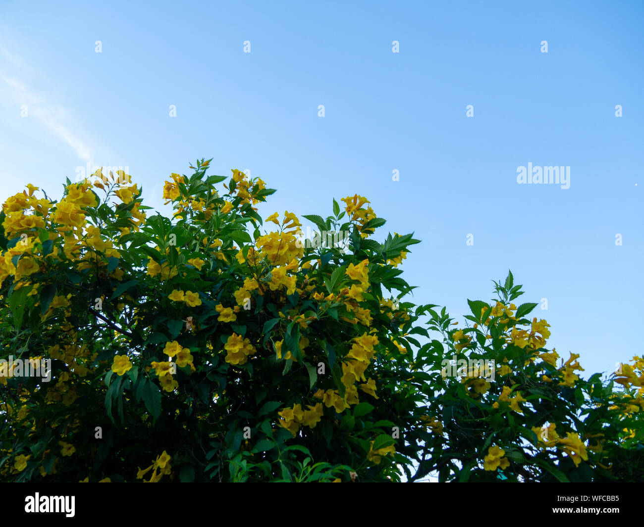 Tecoma stans tree in garden, Blossoms of Yellow Trumpetbush on blue sky ...