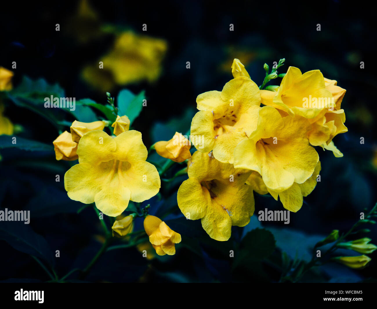 Tecoma stans tree in garden, Blossoms of Yellow Trumpetbush, Common ...