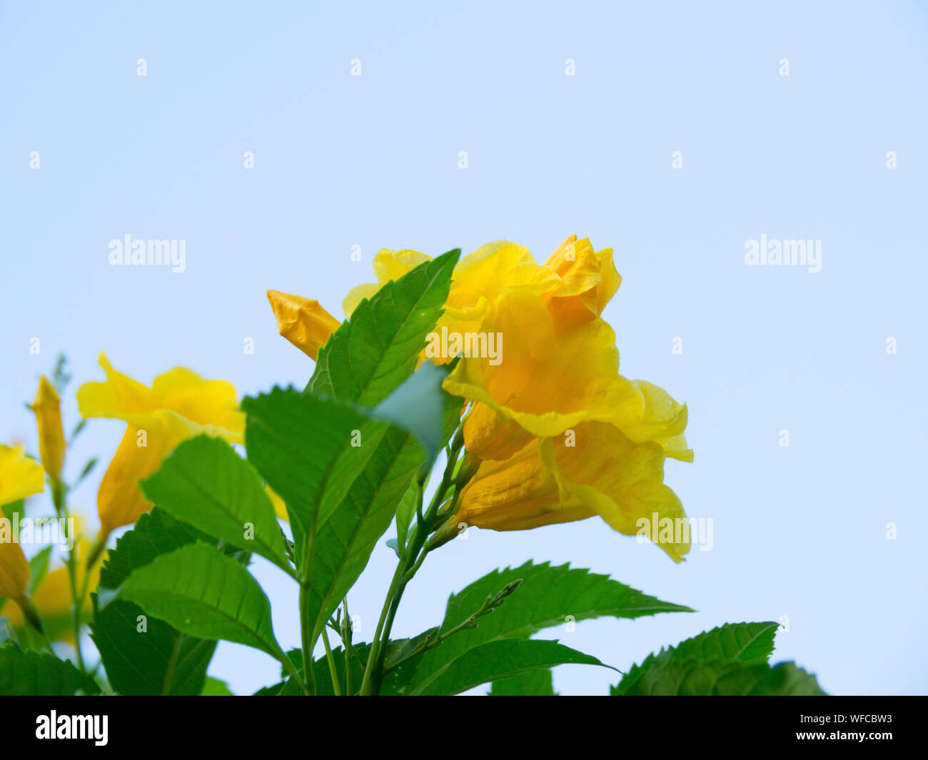 Tecoma stans tree in garden, Blossoms of Yellow Trumpetbush on blue sky ...