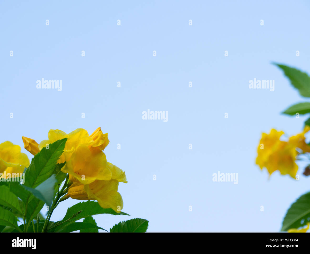 Tecoma stans tree in garden, Blossoms of Yellow Trumpetbush on blue sky ...