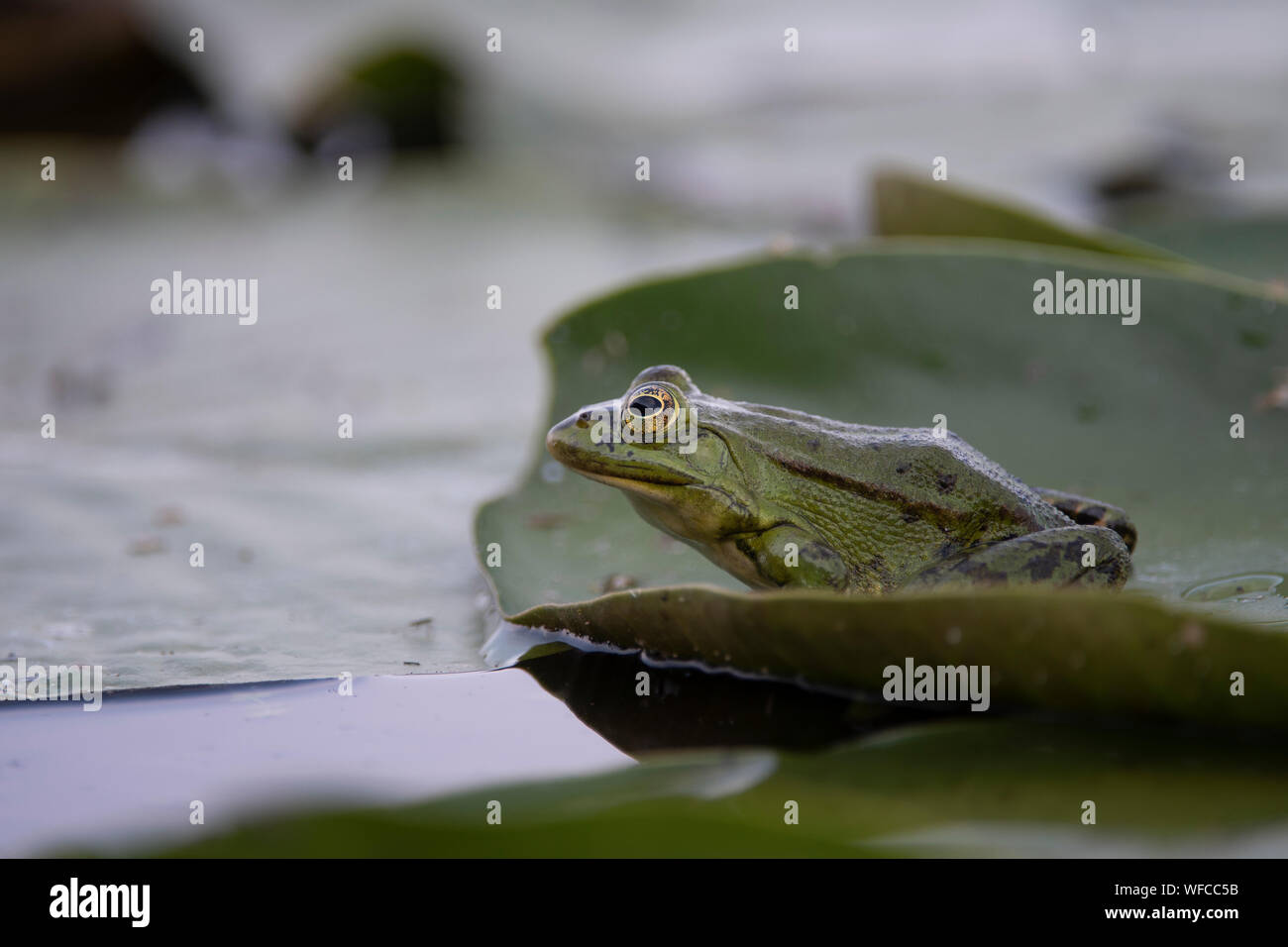 Danube delta marsh flies hi-res stock photography and images - Alamy