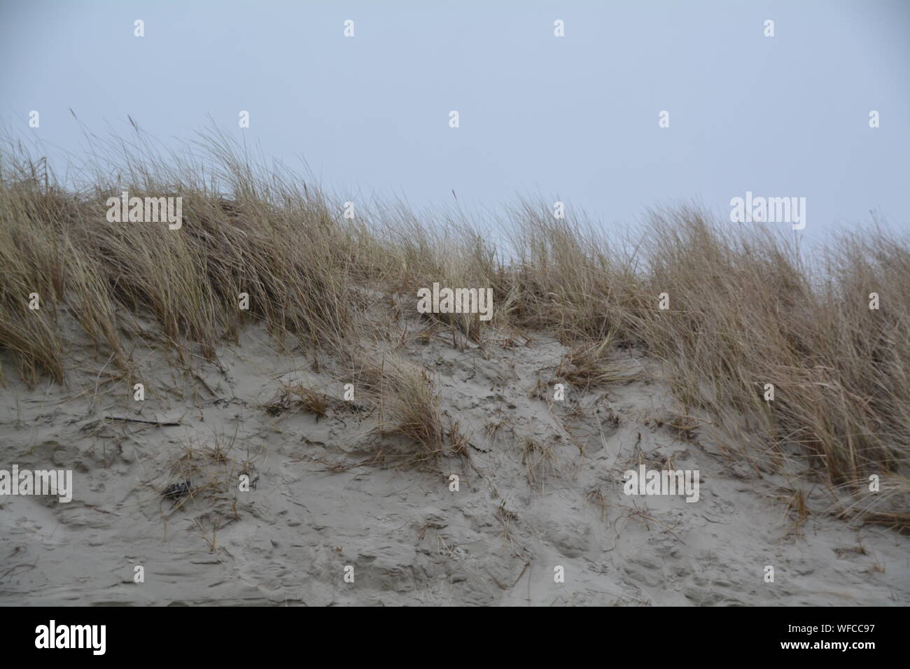 Marram Grass Growing On Sand High Resolution Stock Photography and ...