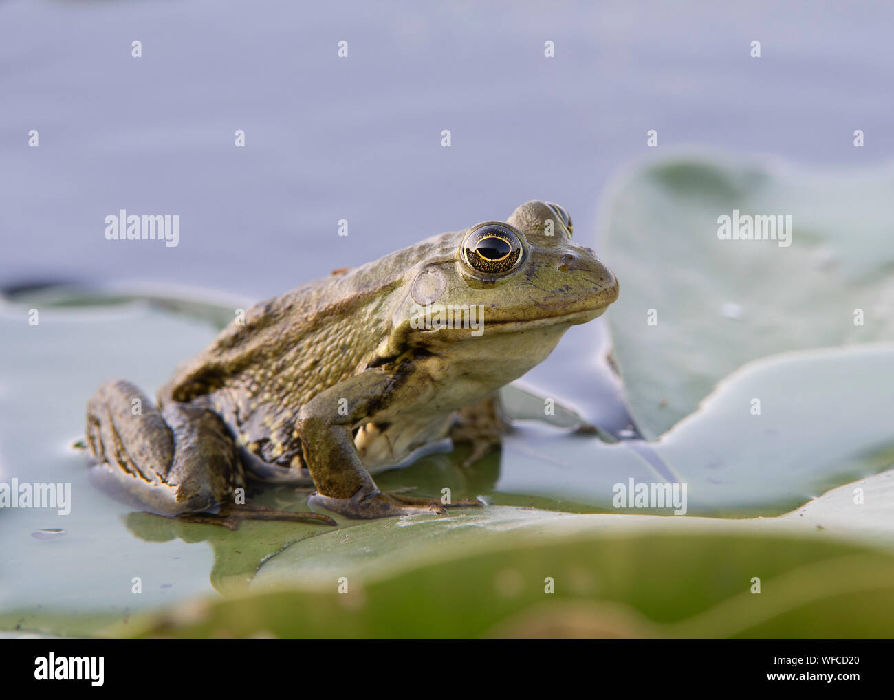 Marsh frog hunting flies on lily pads, Danube Delta, Romania Stock ...