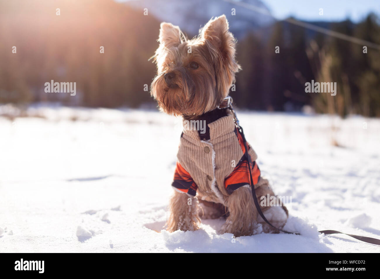 Yorkshire terrier sitting in the snow wearing overalls. Dog Yorkshire ...