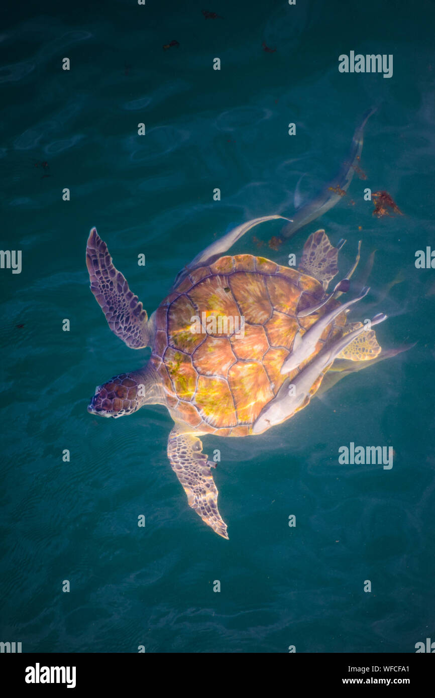 Turtle above water hi-res stock photography and images - Alamy
