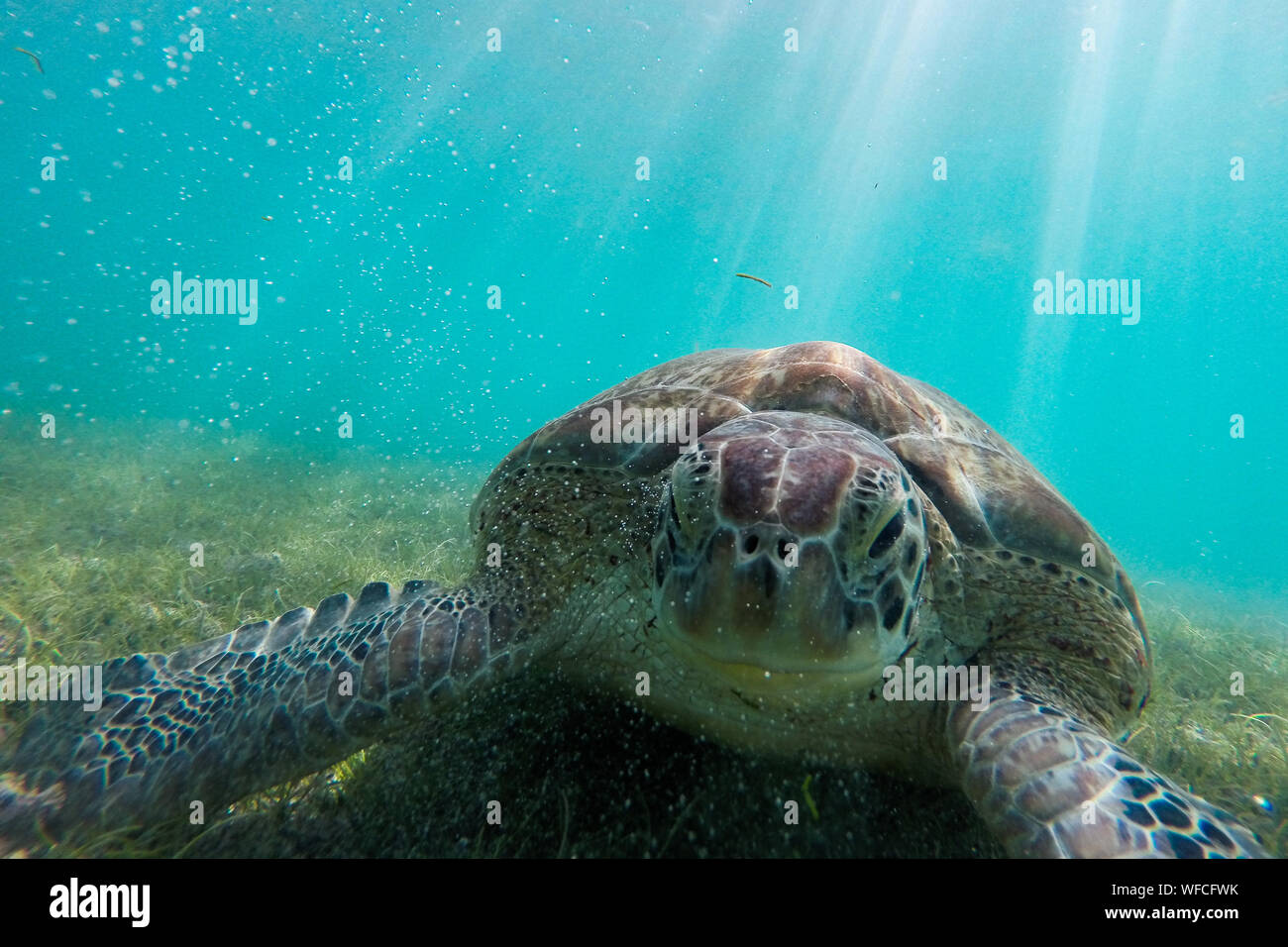 Turtle swimming to camera hi-res stock photography and images - Alamy