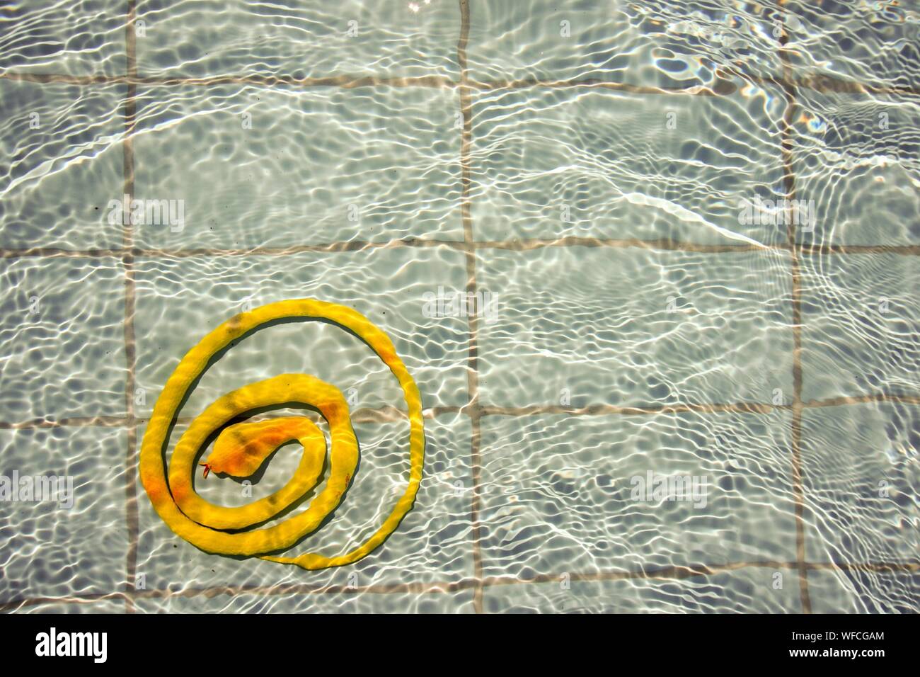 Snake swimming pool hi-res stock photography and images - Alamy