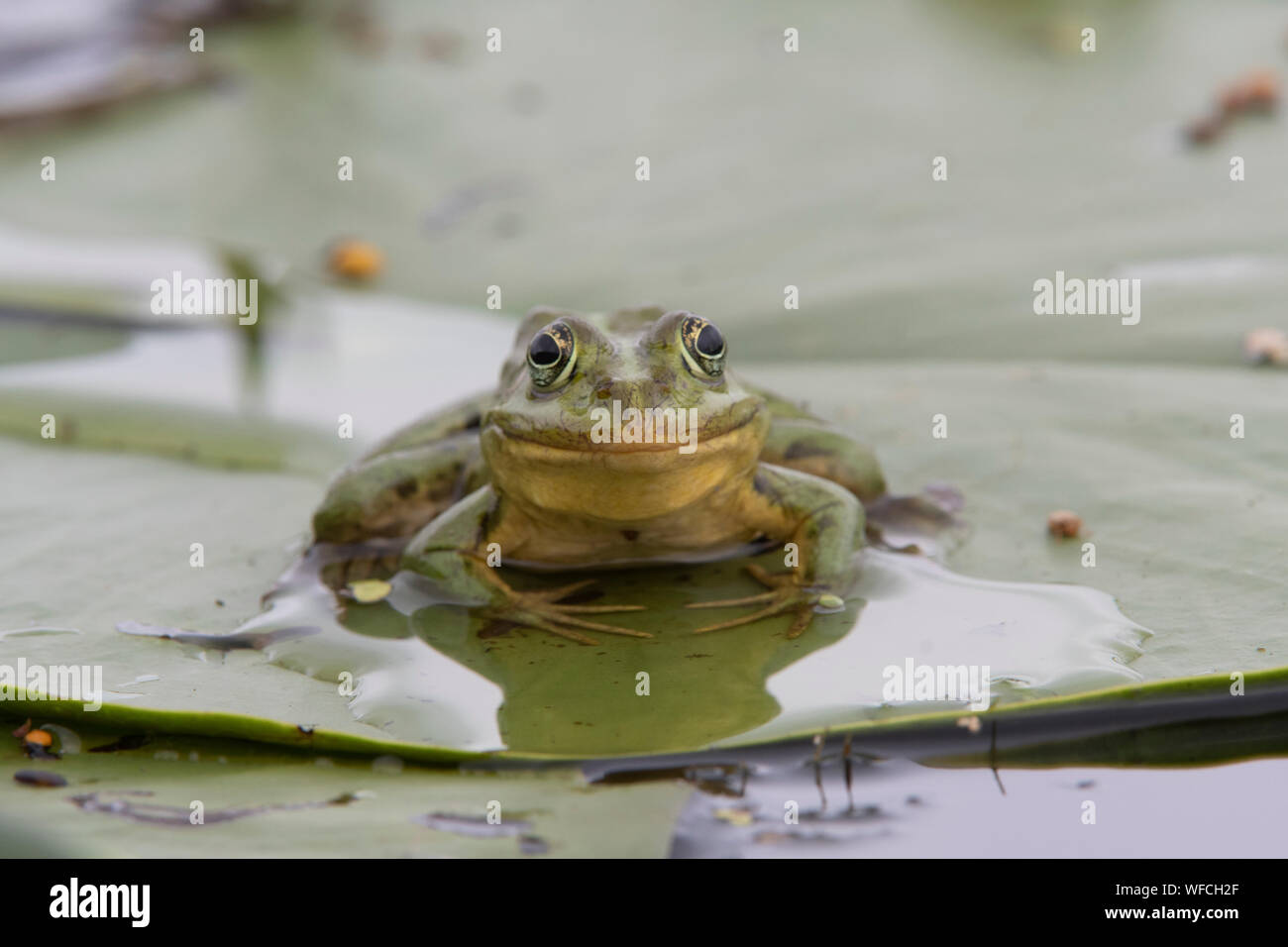 Marsh frog hunting flies on lily pads, Danube Delta, Romania Stock ...